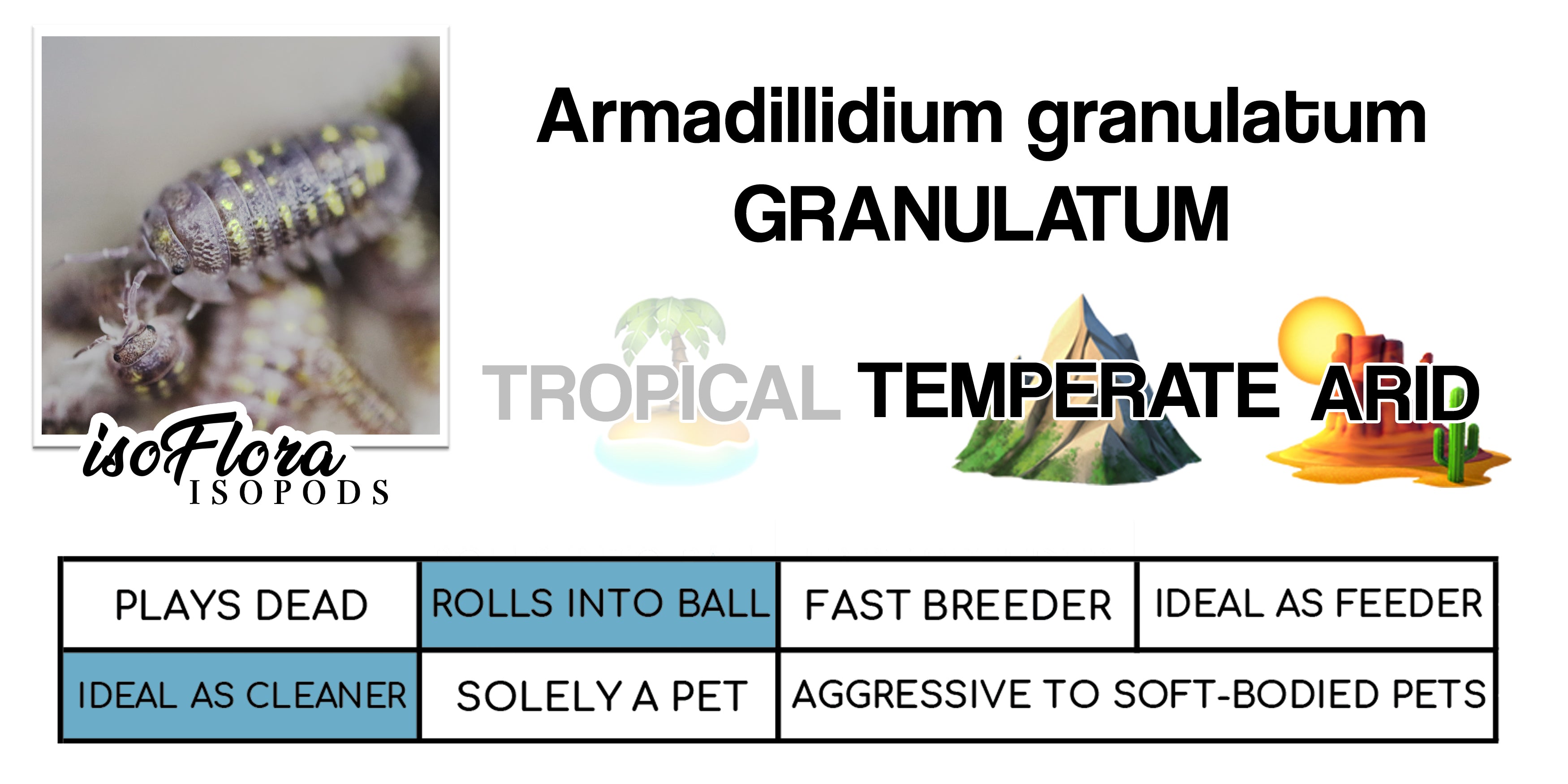 A. GRANULATUM – Isoflora