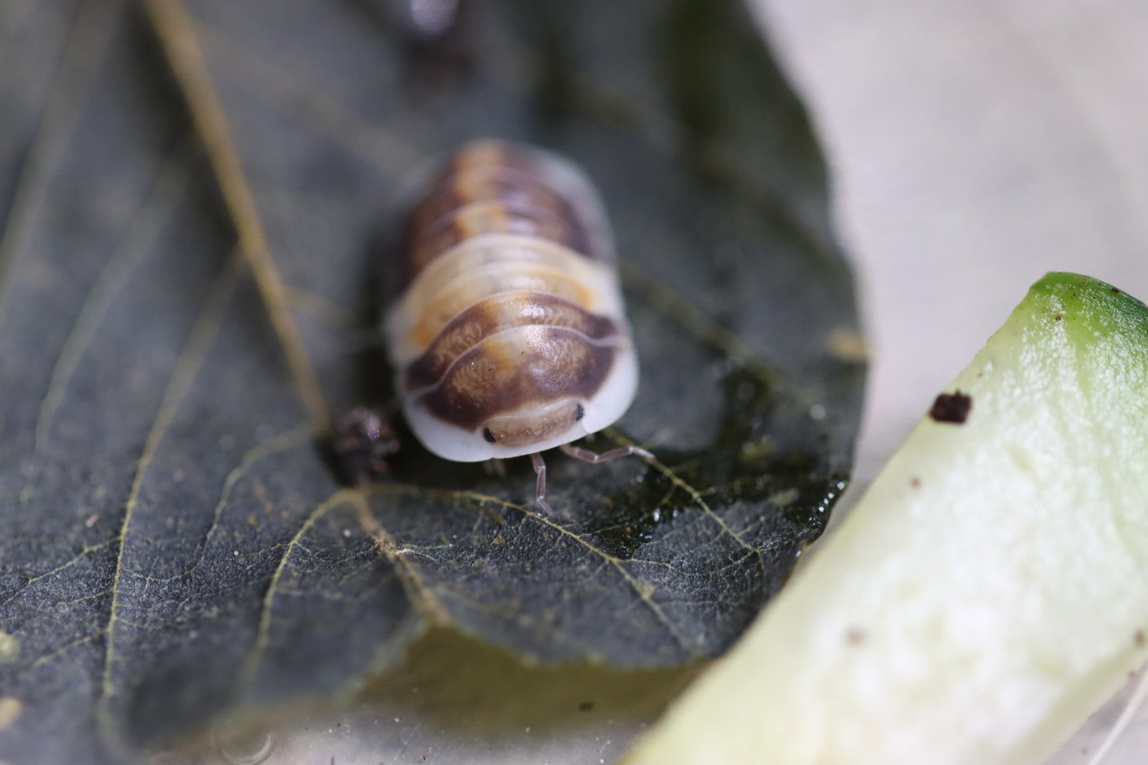 ISOPODS + SPRINGTAILS – Isoflora