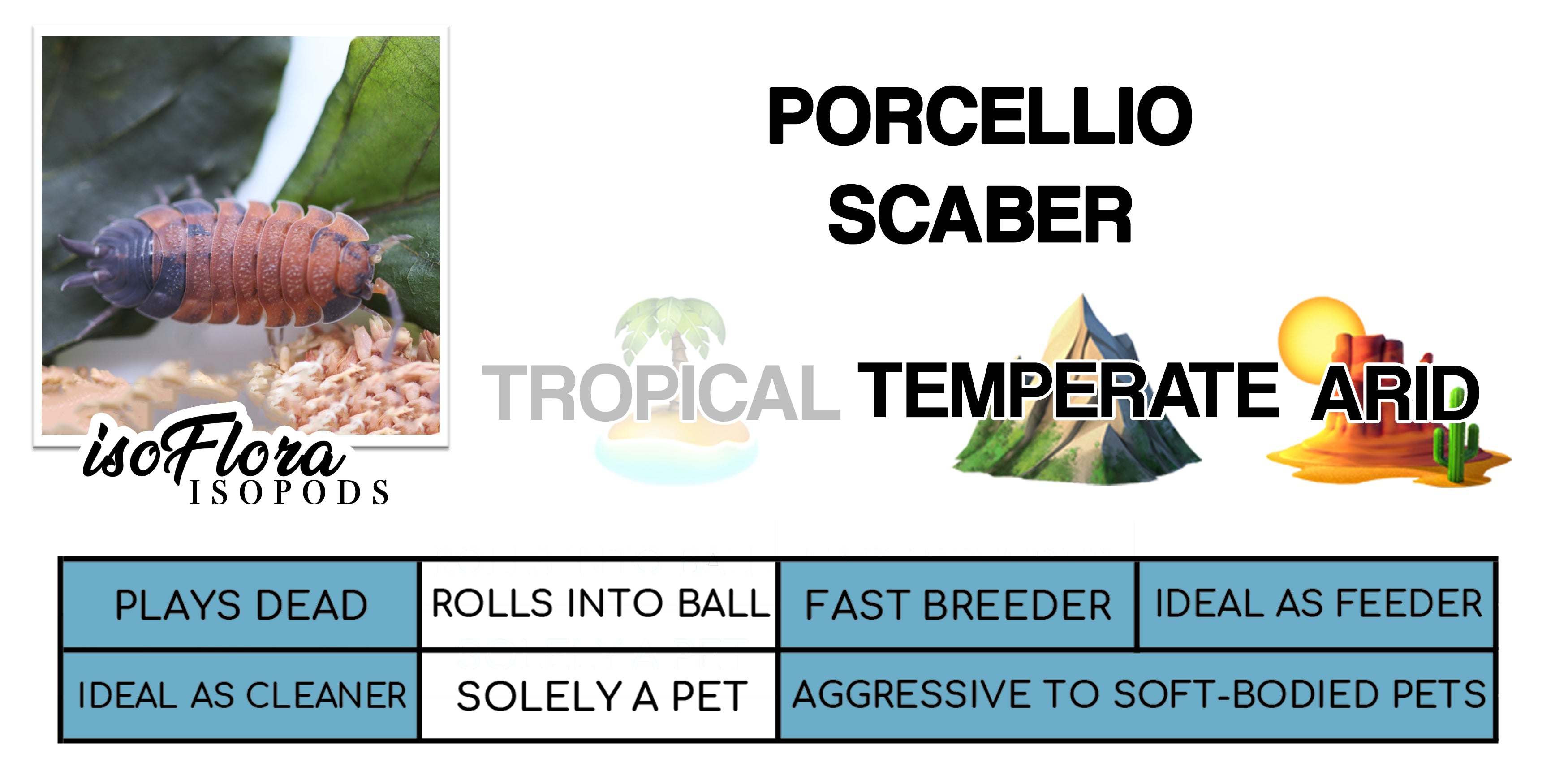 P. SCABER – Isoflora