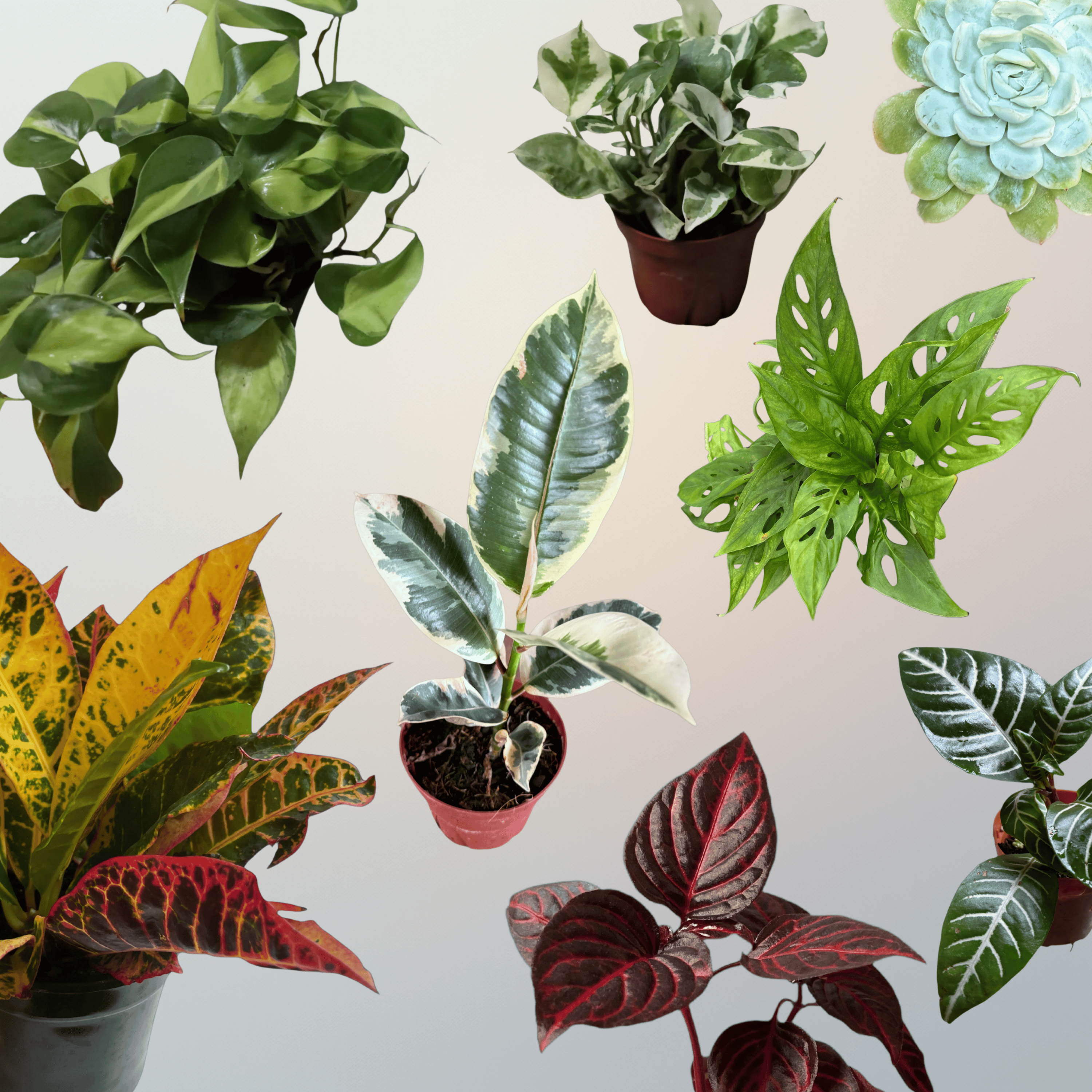 ALL BIOACTIVE FLORA – Isoflora