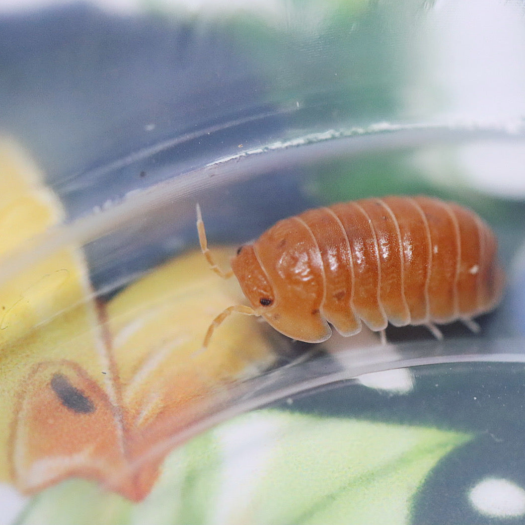 CUBARIS MURINA 'Florida Orange' Isopods – Isoflora