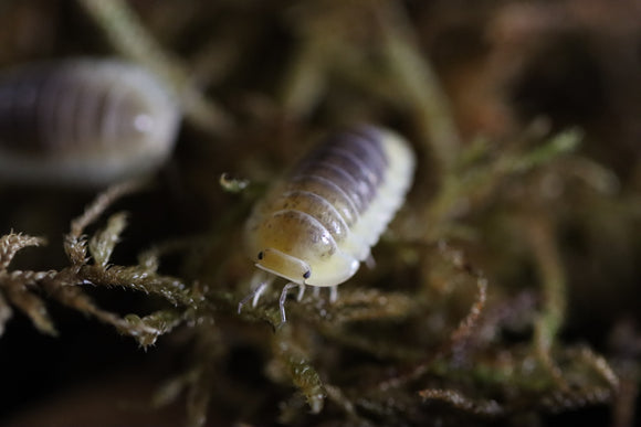 CUBARIS SP 'Lemon Blue' Isopods – Isoflora