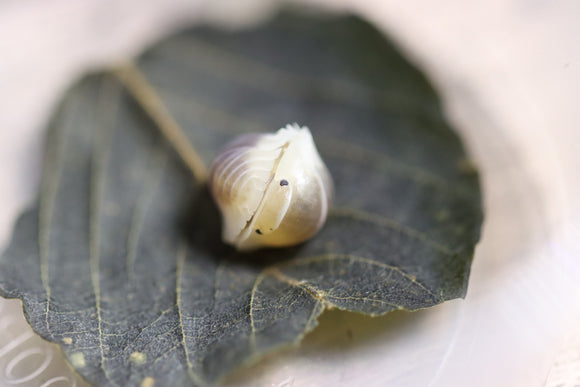 CUBARIS SP 'Lemon Blue' Isopods – Isoflora