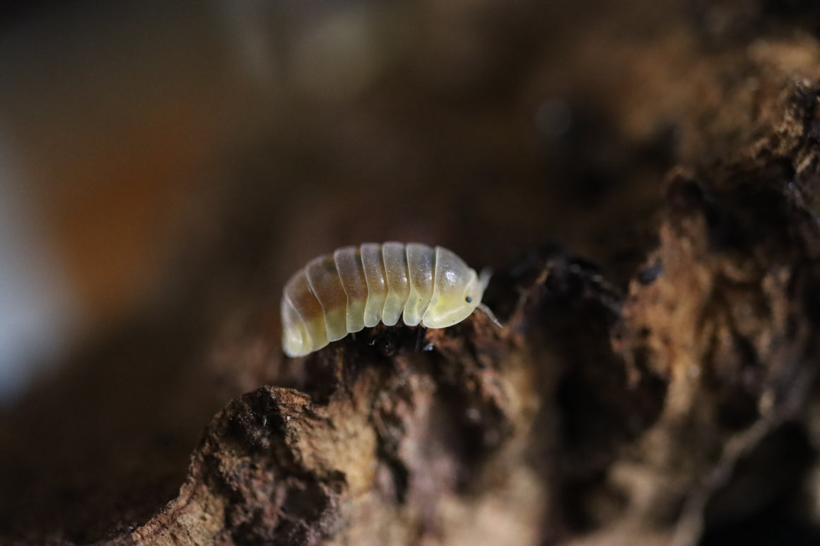 CUBARIS SP 'Lemon Blue' Isopods – Isoflora