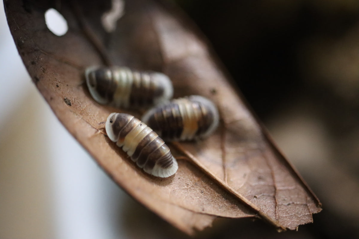 CUBARIS SP 'Cappuccino' Isopods – Isoflora