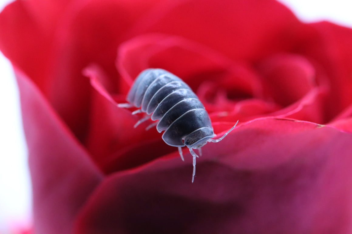 ARMADILLO OFFICINALIS ‘The Hissing Isopod - Siciliy’ Isopods – Isoflora