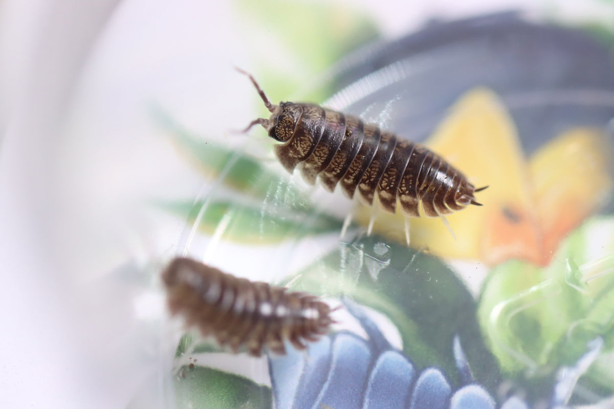 CYLISTICUS CONVEXUS ‘Curly’ Isopods – Isoflora