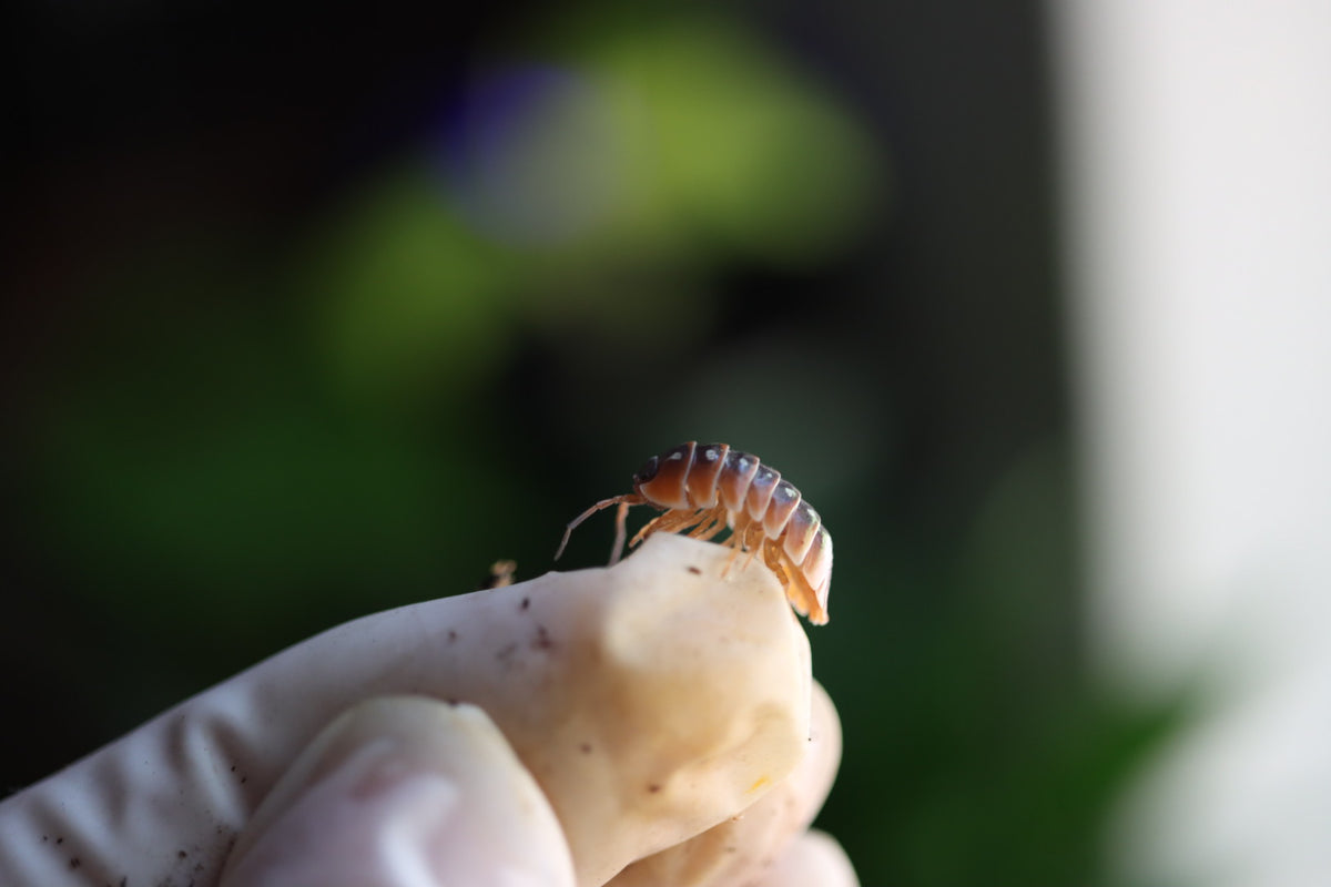 ARMADILLIDIUM KLUGII ‘Montenegro’ Clown Isopods – Isoflora