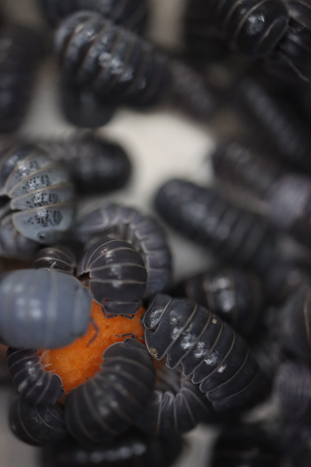 ARMADILLO OFFICINALIS ‘The Hissing Isopod - Siciliy’ Isopods – Isoflora