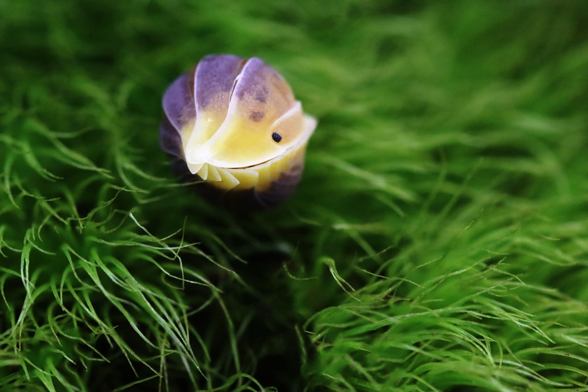 CUBARIS SP 'Lemon Blue' Isopods – Isoflora