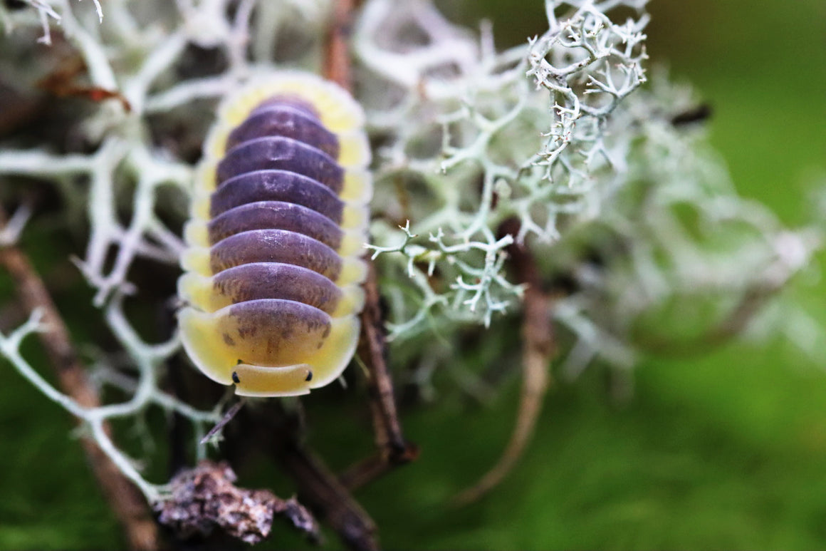 CUBARIS SP 'Lemon Blue' Isopods – Isoflora
