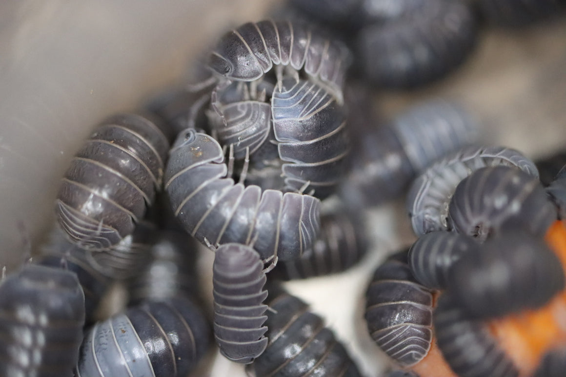 ARMADILLO OFFICINALIS ‘The Hissing Isopod - Siciliy’ Isopods – Isoflora