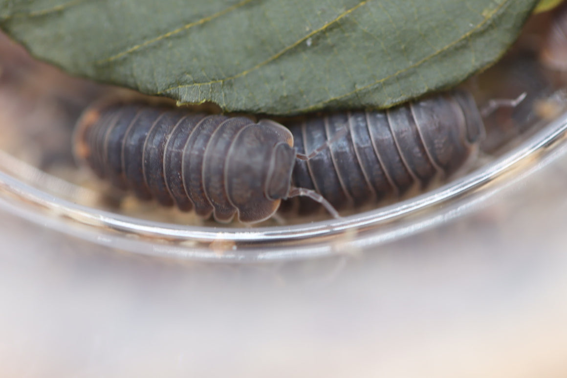 CUBARIS MURINA 'Little Sea' Isopods – Isoflora