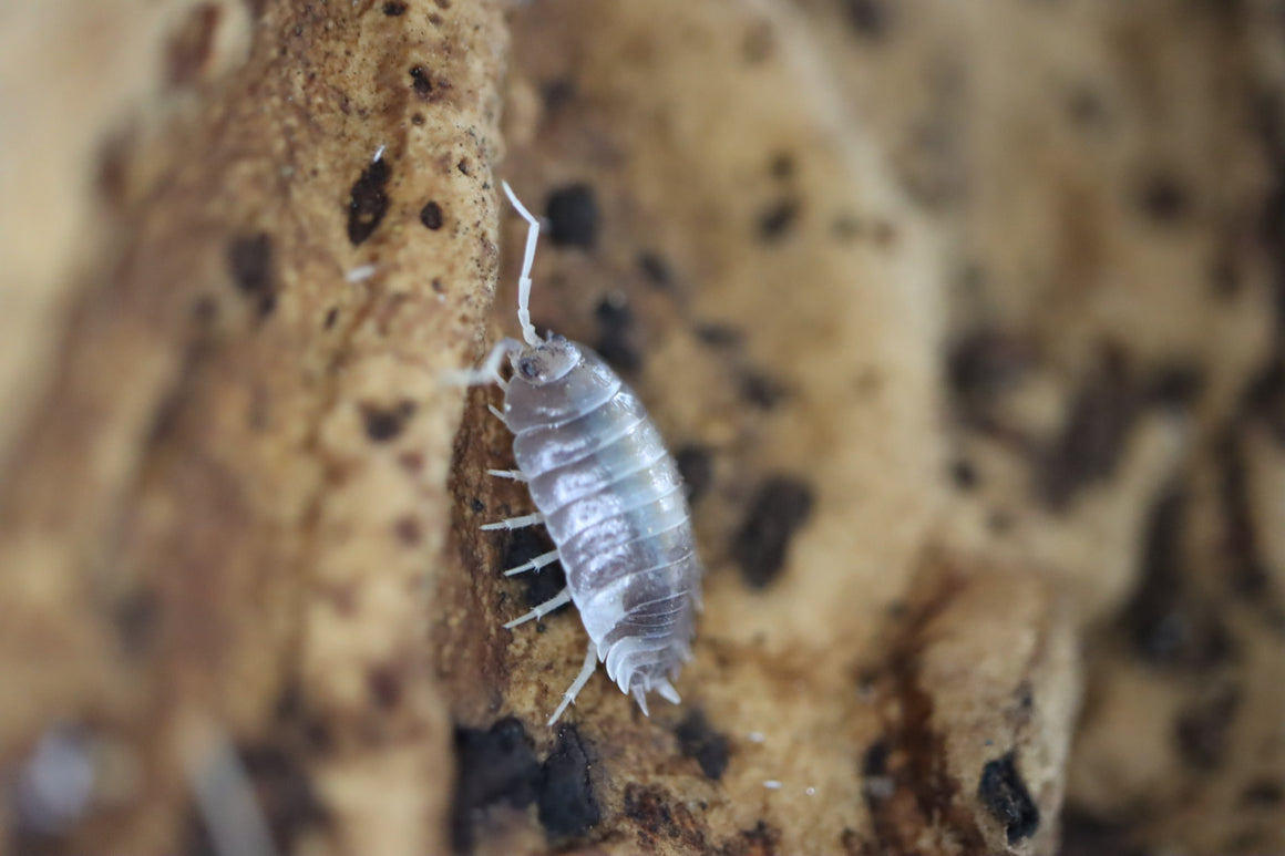 PORCELLIO LAEVIS 'Milkback' Isopods – Isoflora