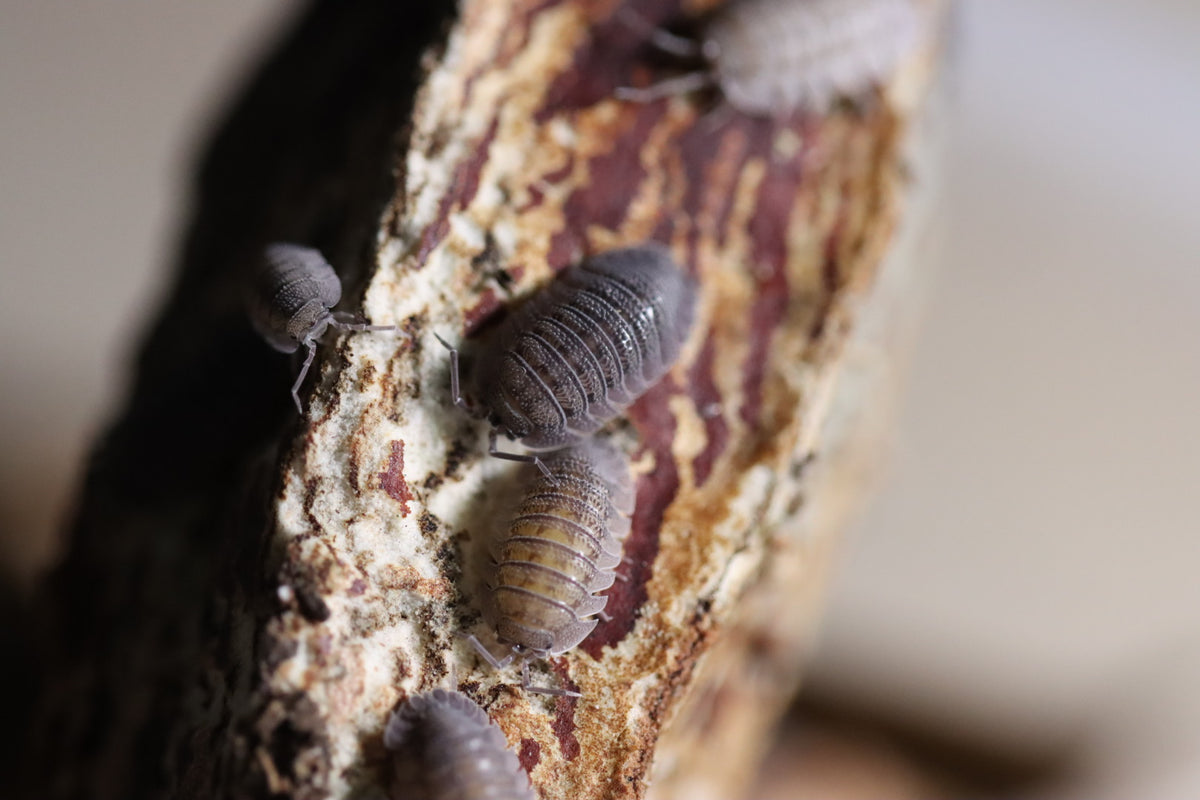 ARMADILLIDIUM PERACCAE Isopods – Isoflora